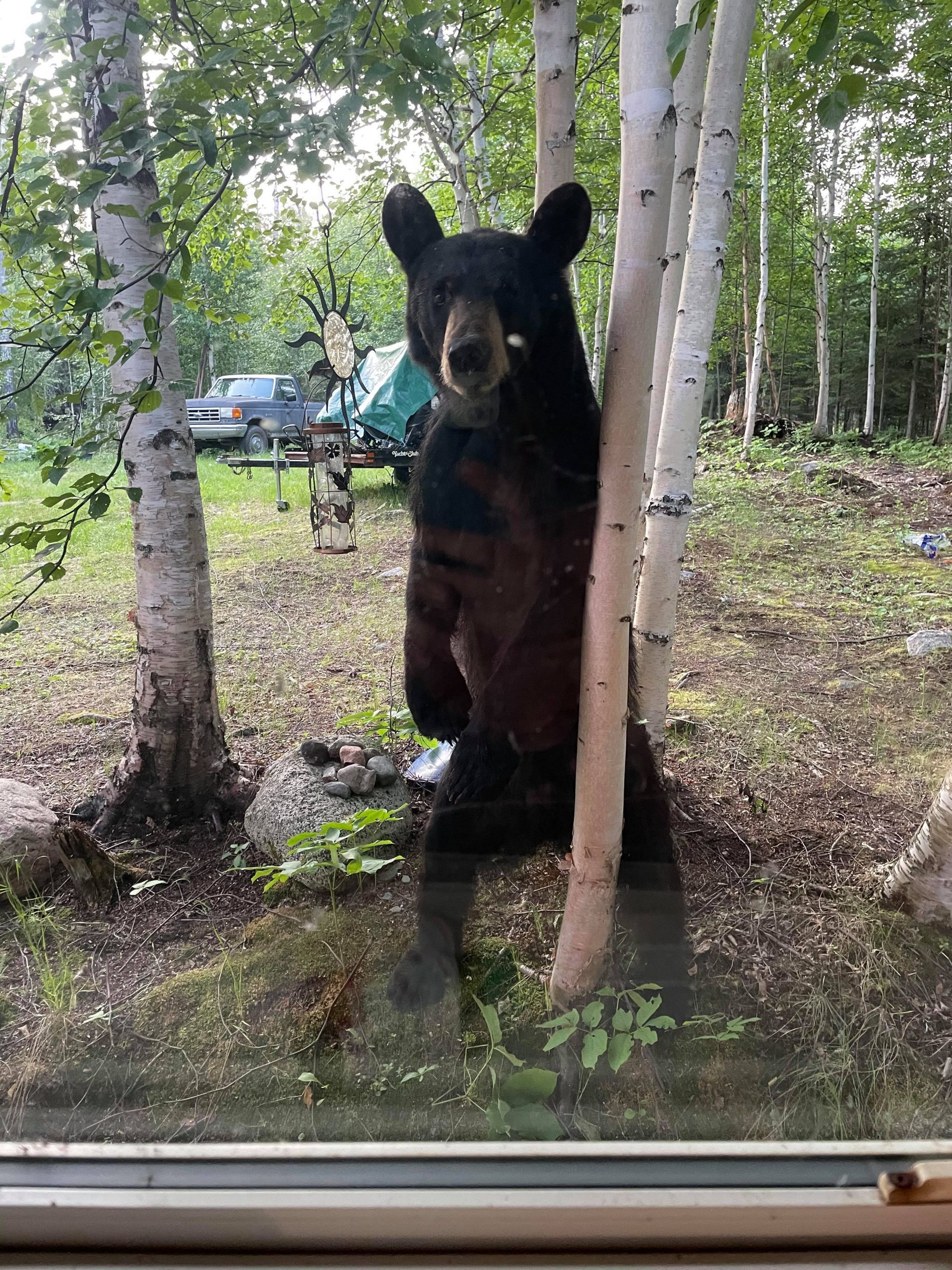La Ronge conservation officers dealing with black bears in residential ...