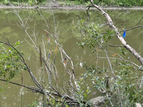 Red Earth and Shoal Lake Cree Nations remember Frank Young - MBC Radio