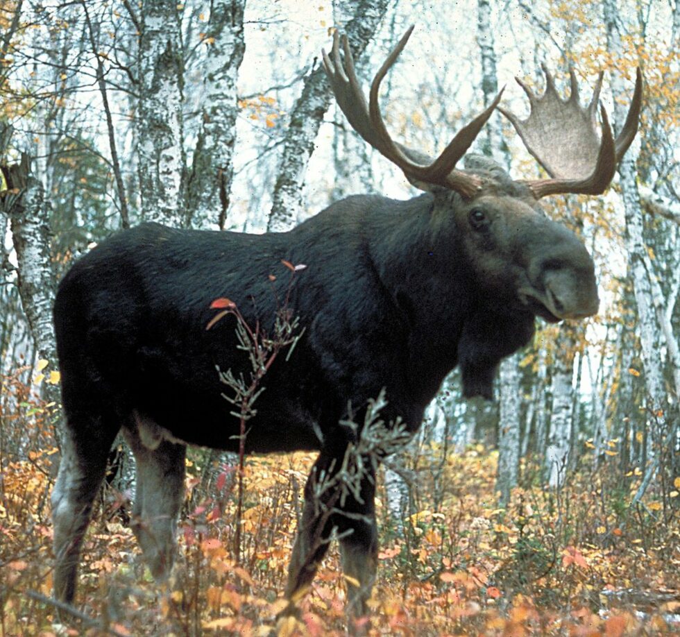 Moose on the move - MBC Radio