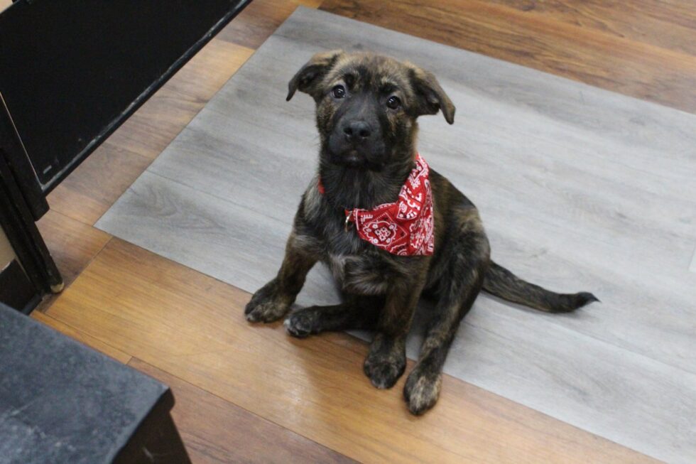 Northern Transitional Dog Rescue highlights northern barriers at Cold ...